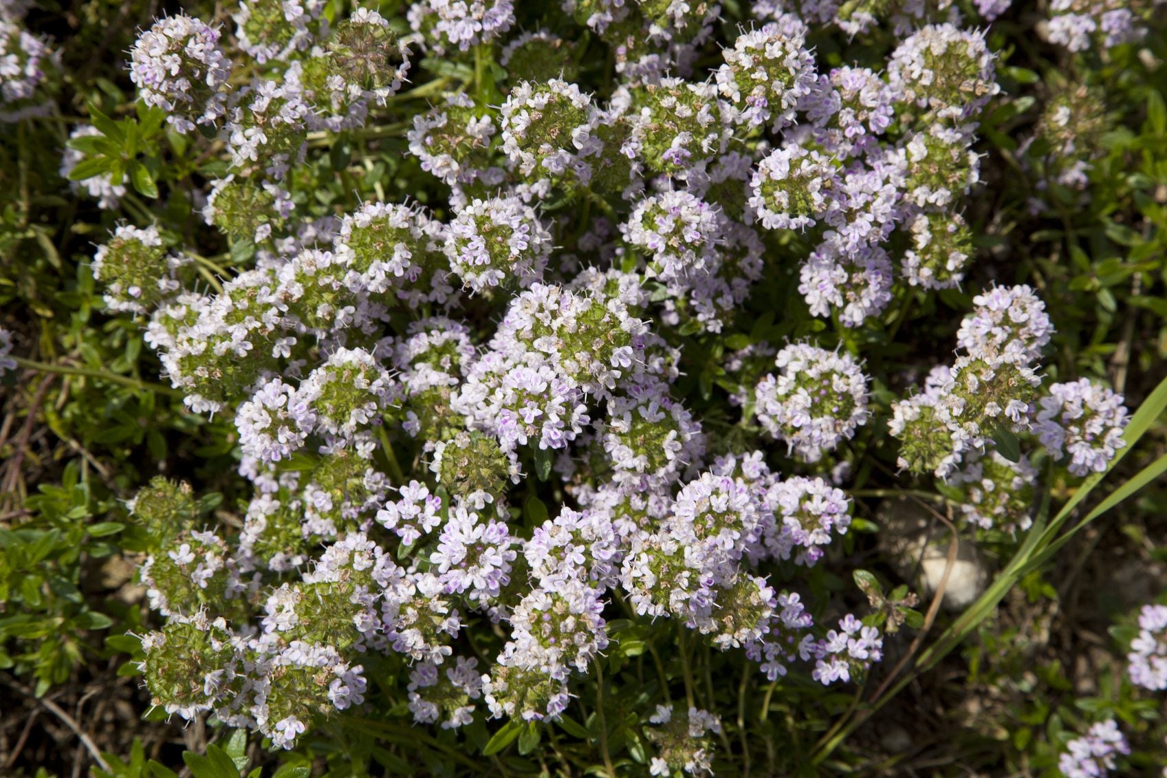 Agastache Plant Types Varieties Of Hyssop For The Garden Imp World