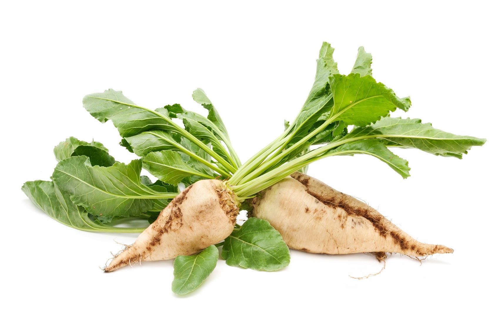 What Are Sugar Beets Sugar Beet Uses And Cultivation Imp World